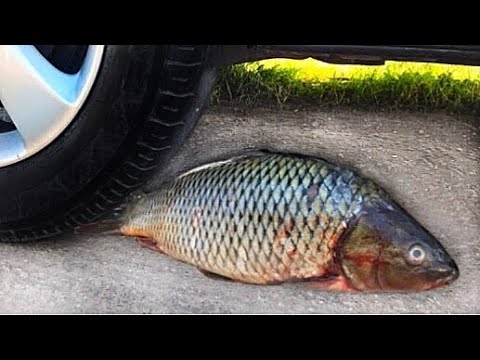 Crushing Crunchy & Soft Things by Car! Experiment CAR vs FISH