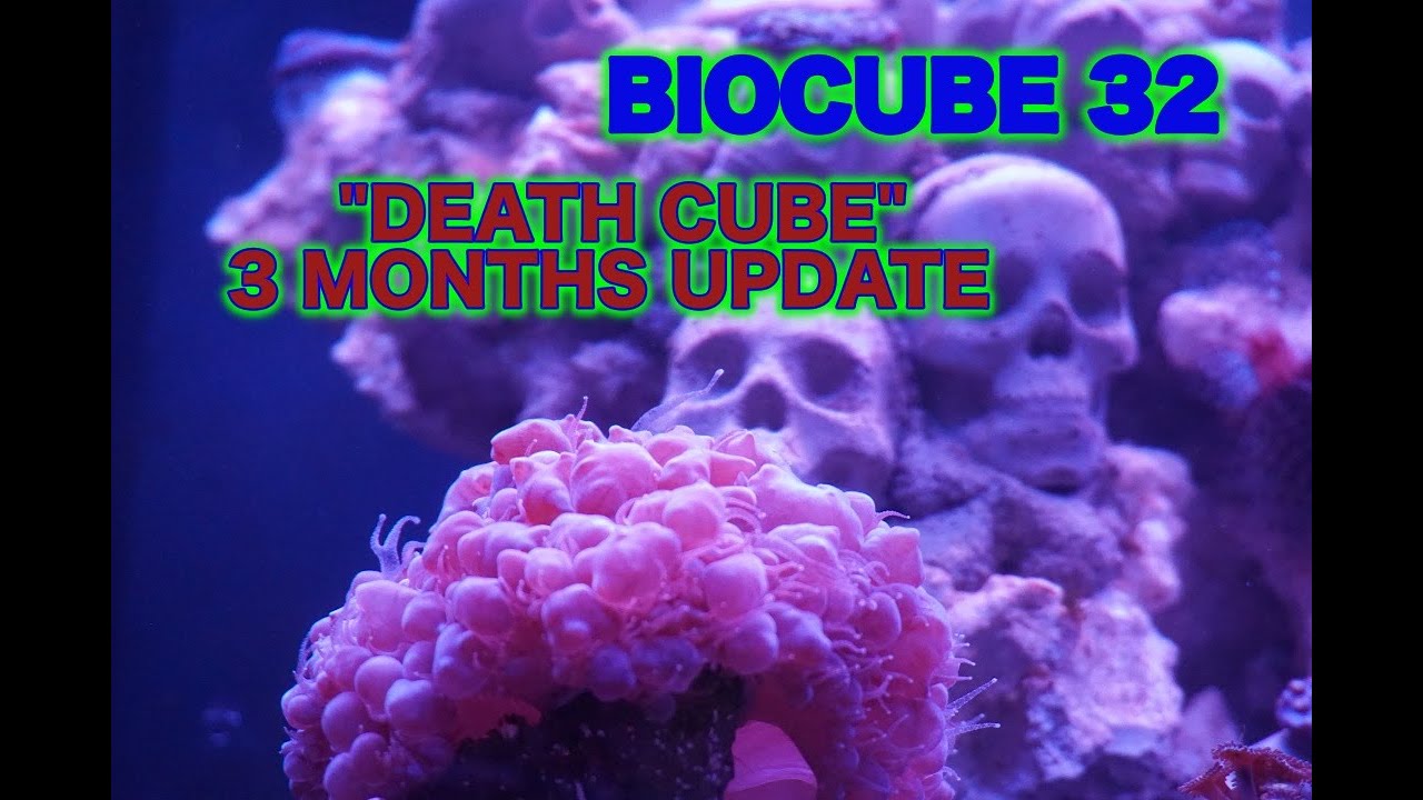 *BIOCUBE 32G* AKA DEATH CUBE | 3 MONTH UPDATE & CLEAN UP CREW - YouTube
