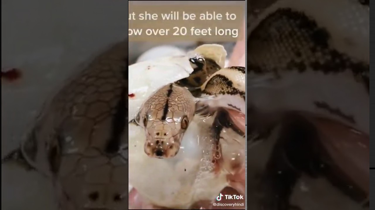 Baby Snake Came from the Egg - YouTube