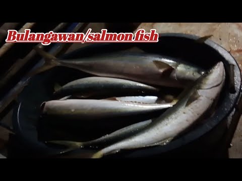 Ayaw paawat ang mga isdang salmon/bulangawan...nightfishing - YouTube