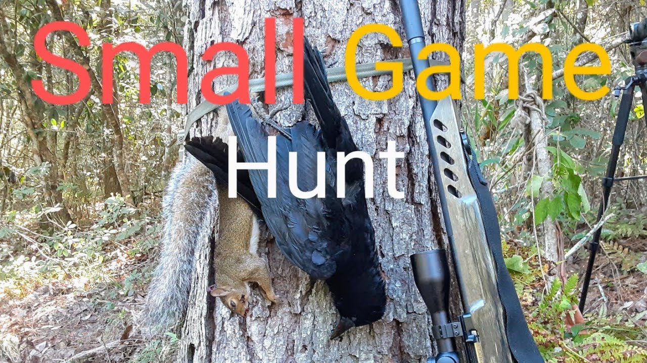 HOG HUNT Turned SMALL GAME HUNT!!! Alabama Public Land! - YouTube