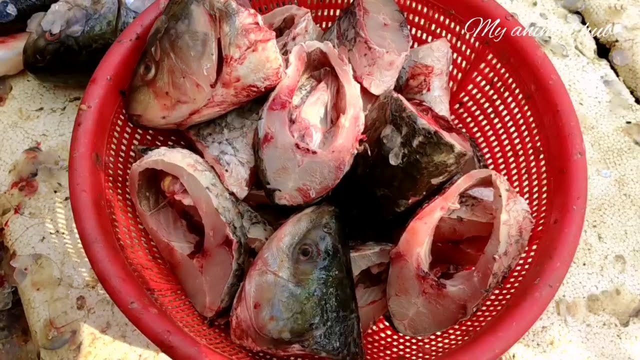 Traditional fish cutting in odisha(India) - YouTube