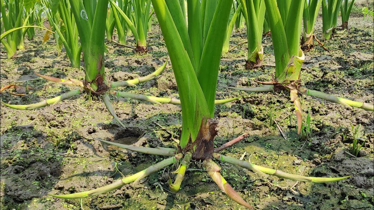 Arum Lobe Cultivation Modern Kochur Loti Chas Kachur Lati Kochuchash Youtube