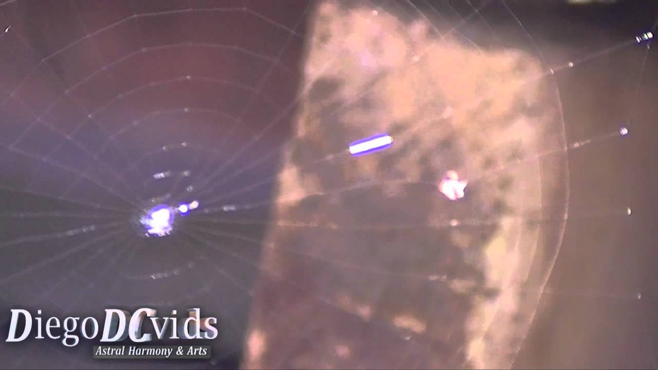 Orb Spider Web Building cobweb - Spiral orb web - aranha construindo ...