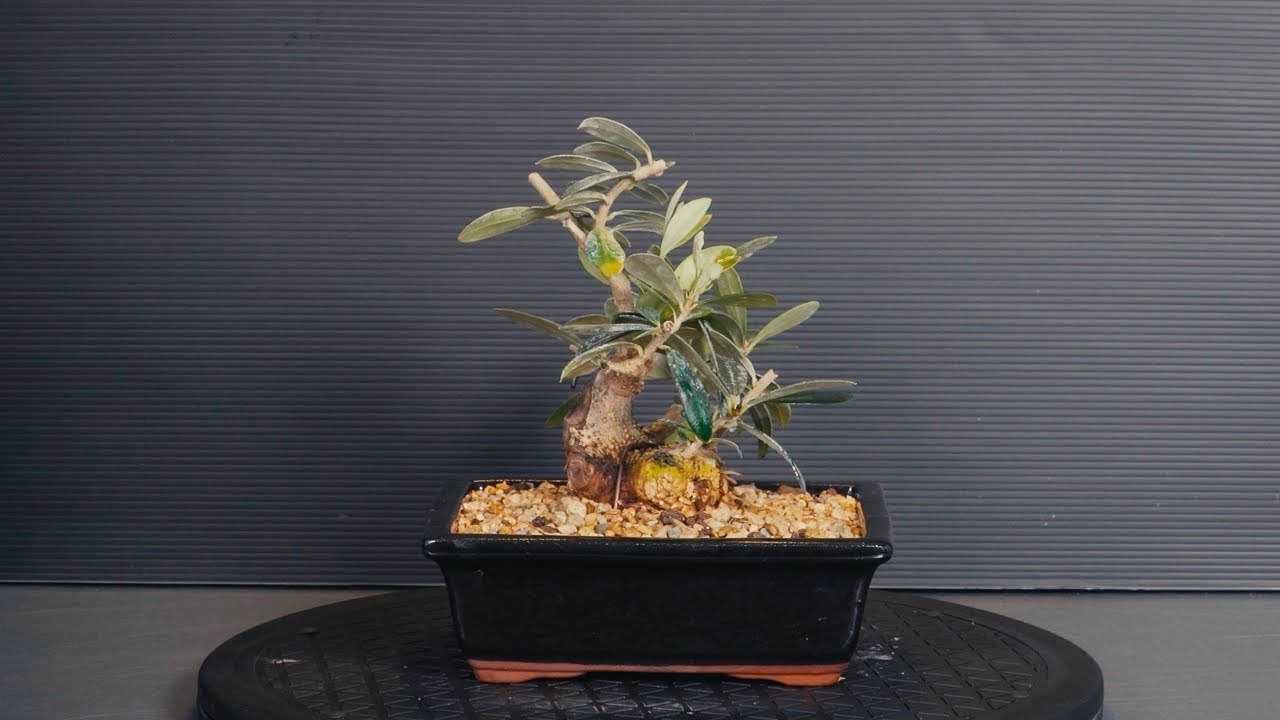 Bonsai Olive pruning and repotting (tree 15 - part 1) - YouTube