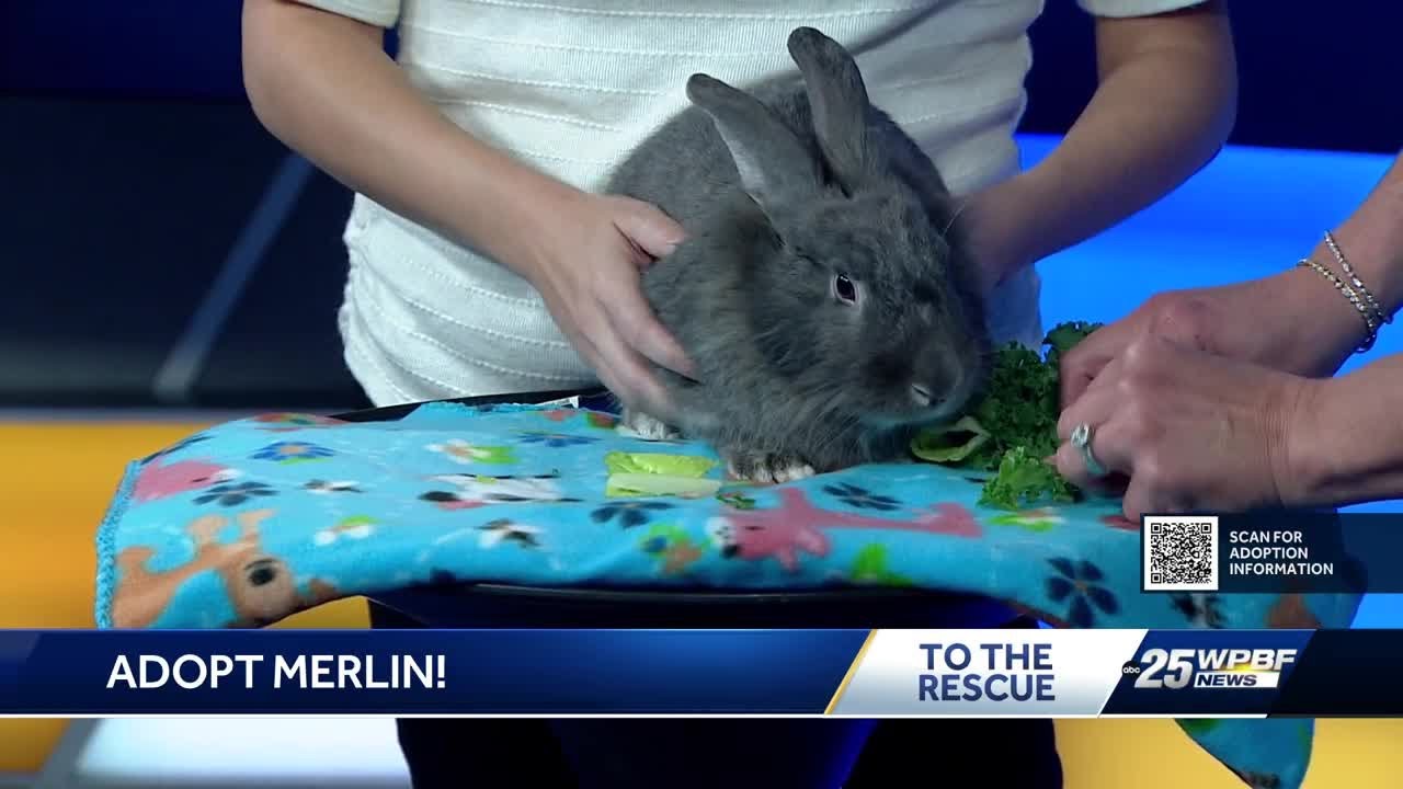 Bunny looking for a forever home - YouTube