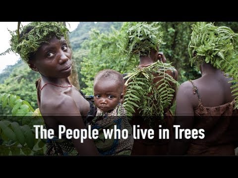 The People who live in TREES - YouTube