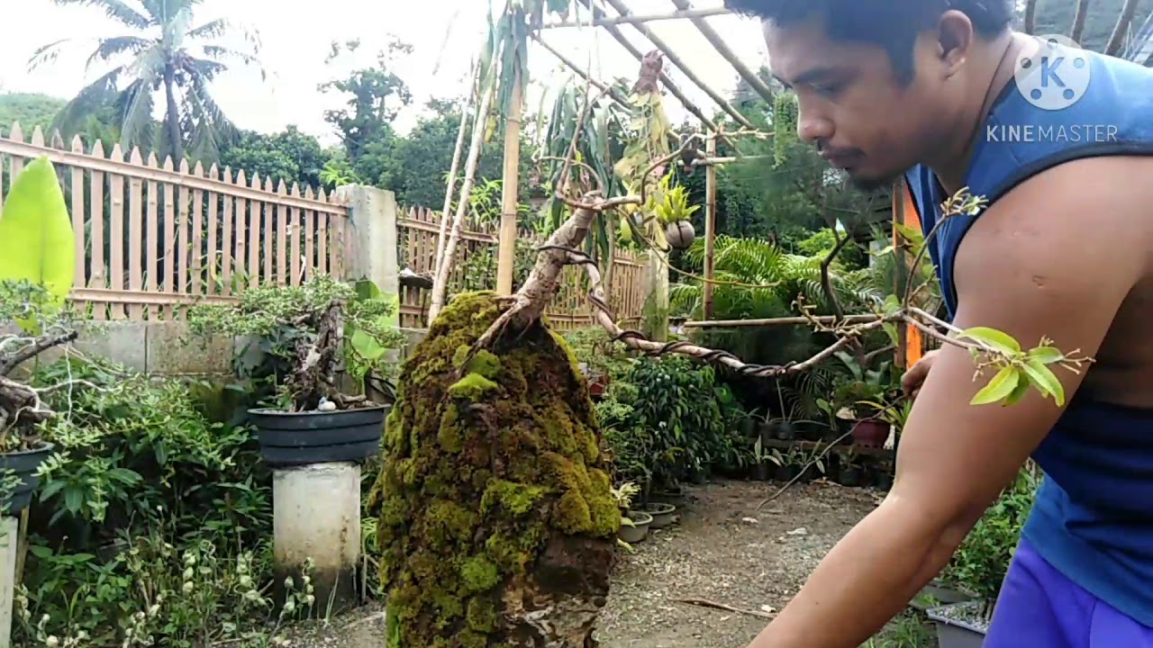RED BALETE ROCK CLASPING - YouTube