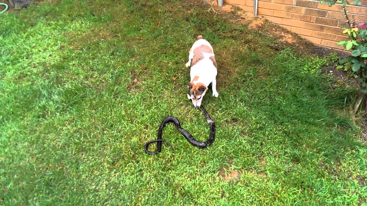 Jack Russell Kills a Black Snake - YouTube