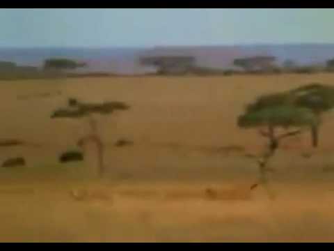 Leopardan hızlı koşan adam