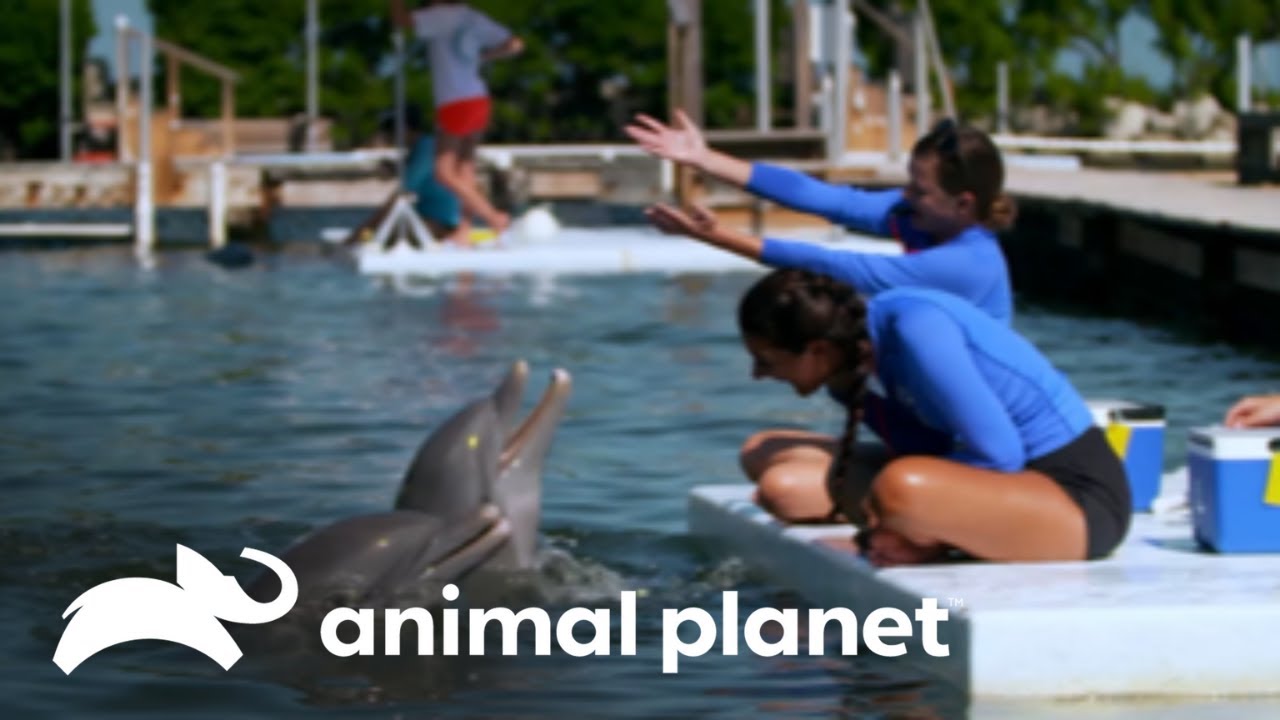 Científicos investigan comportamiento inteligente en delfines | Los ...