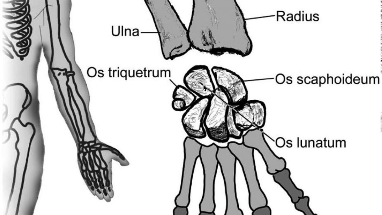 Kolay Anatomi: Articulatio radiocarpalis (el bileği eklemi) - YouTube