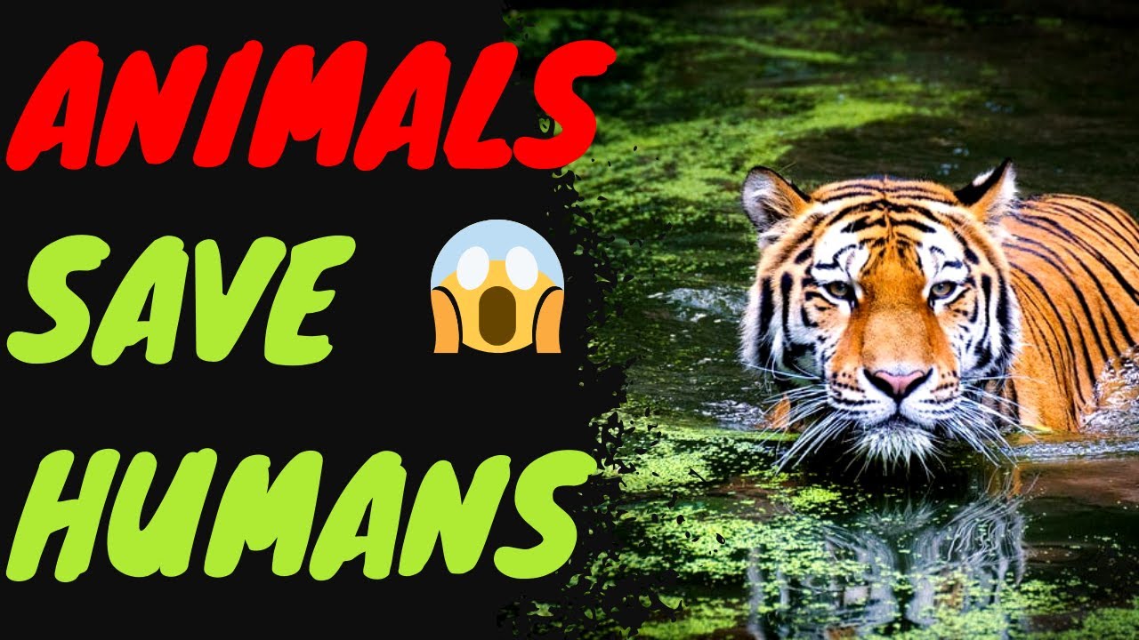 Animals that Saved Human Lives 2 - YouTube