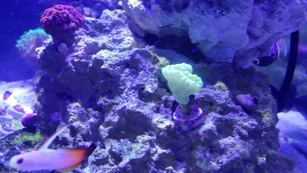 Basic Setup - 40 Gallon Breeder Saltwater Reef Tank - Video 1 - YouTube