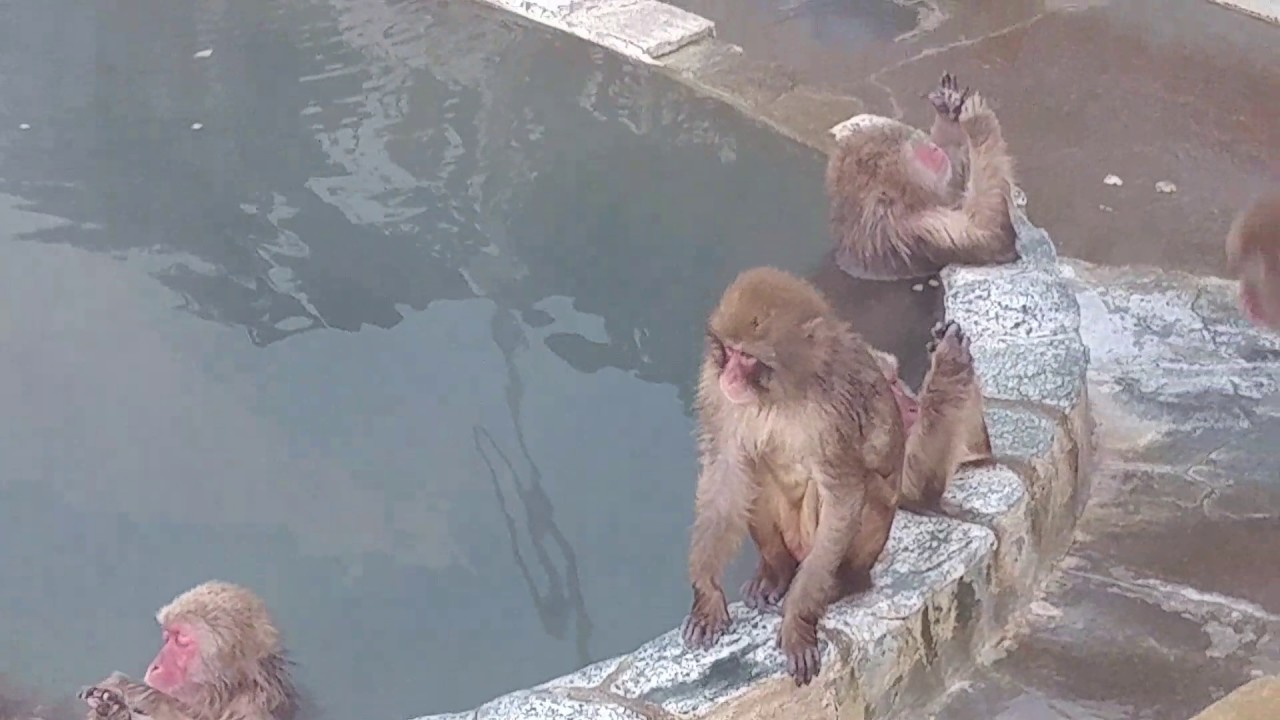 온천하는 원숭이들~~~monkey spa - YouTube