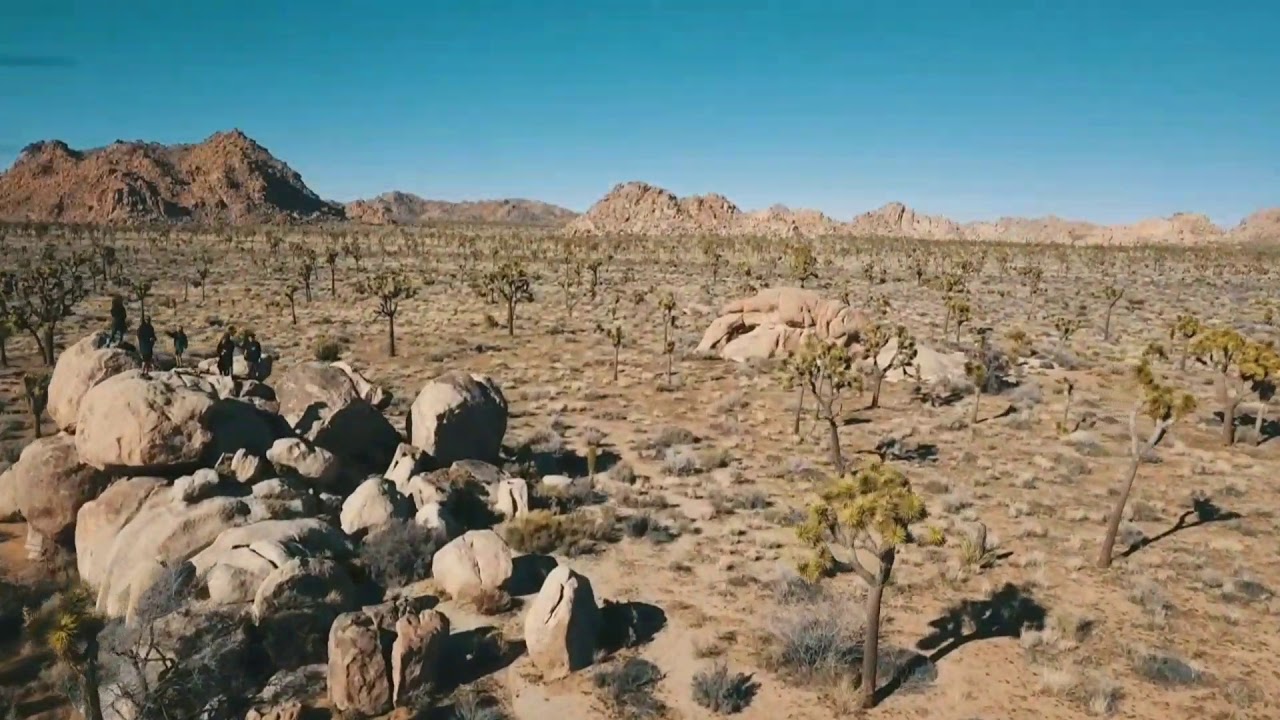 Joshua tree ( adventures with d-dog) - YouTube
