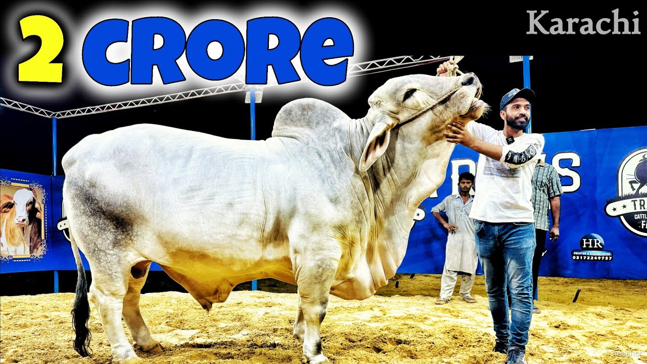 2 Crore Rupees 😮 Biggest Heavy Bull in Jameel Memon Society Karachi ...