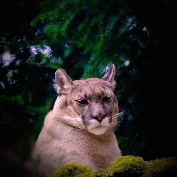 Battle of the Big Cats: Puma vs. Leopard Showdown!" Puma and Leopard ...