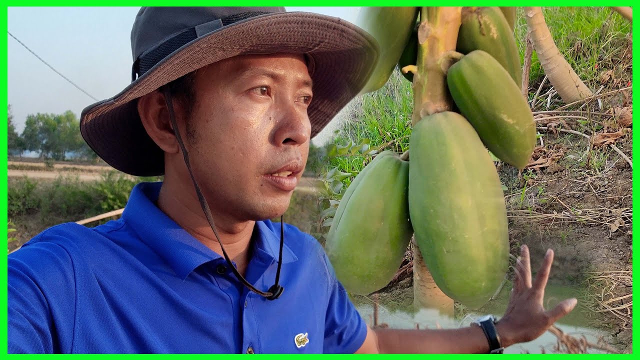 1372 - ទេសភាពចំការស្រុកស្រែជនបទ ពេលថ្ងៃរៀបលិច - YouTube