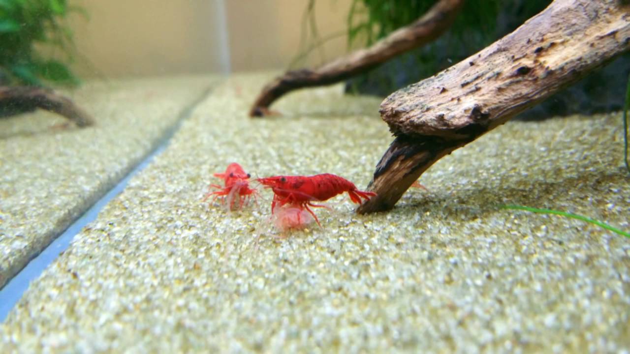 Urban Aquaria - Microfex / Dero Worms (Live Food For Shrimps) - YouTube