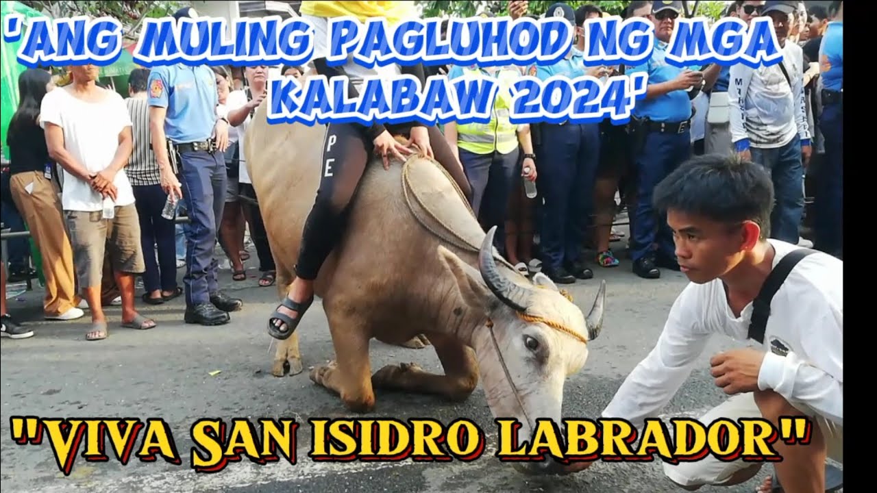 "Ang muling pagluhod ng mga kalabaw sa pulilan 2024, Viva San Isidro ...