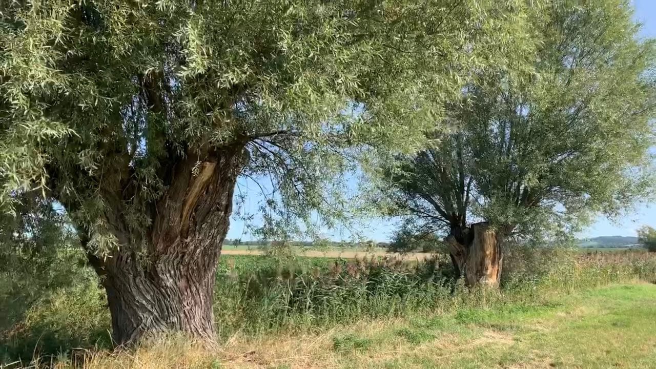 Pair of old Willow trees with thick and wide trunks in the German ...