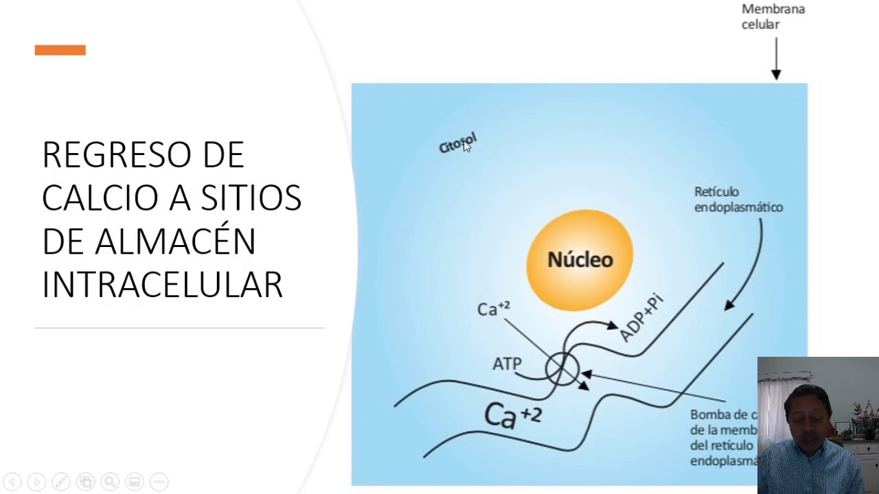 HOMEOSTASIS INTRACELULAR DEL CALCIO - YouTube
