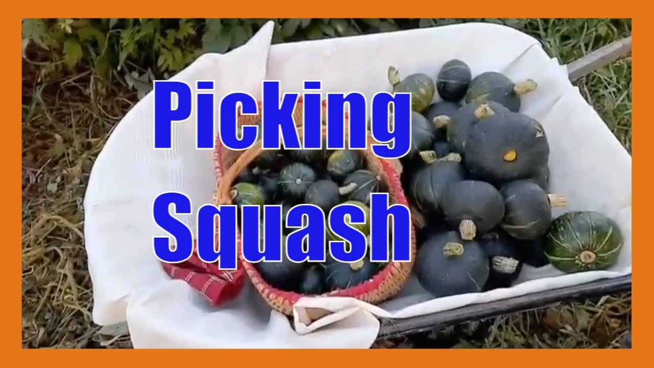 How To Harvest Kabocha Squash - 2 Helpful Tips Harvesting & Curing ...