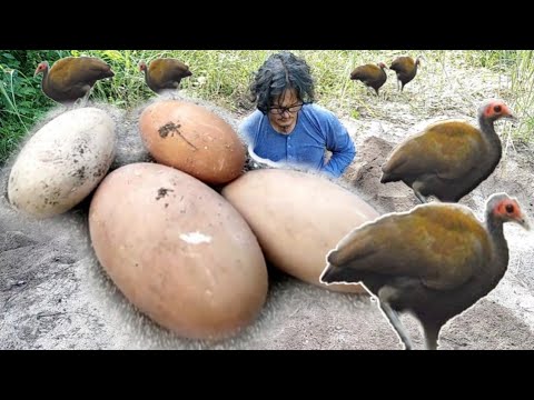 #Hunting #Tabon #Bird #Eggs ¦ Tabon Eggs ¦ Itlog ng Engkanto! # ...