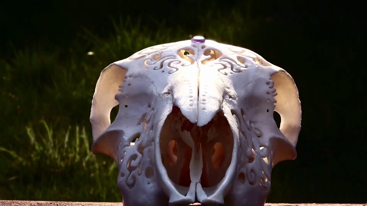 AMETHYST SHEEP - carved sheep skull | Skull Carving | Carved real ...