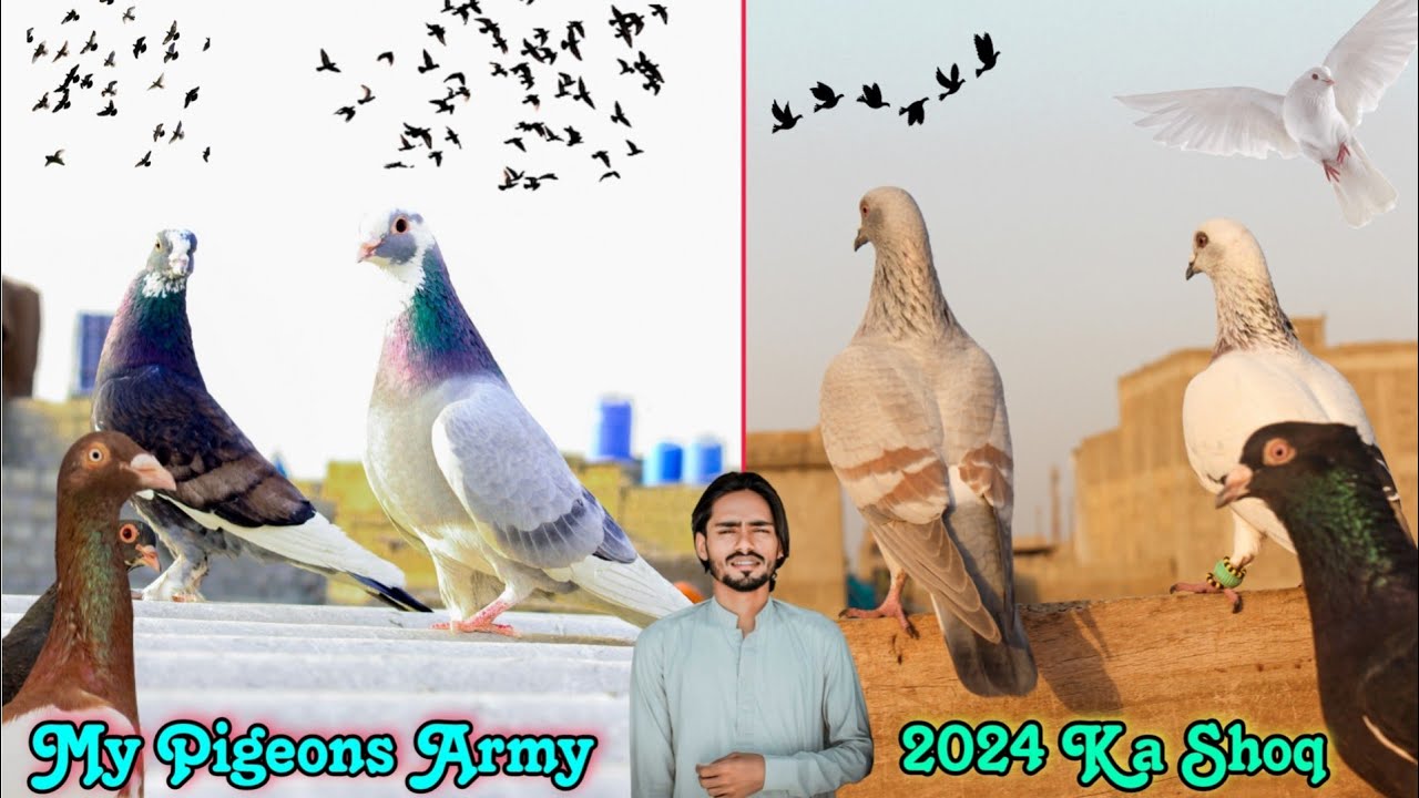 Rehan Azam K Kabootar🕊 || 2024 || New Sazz || 2024 K Fogi Fighter || My ...
