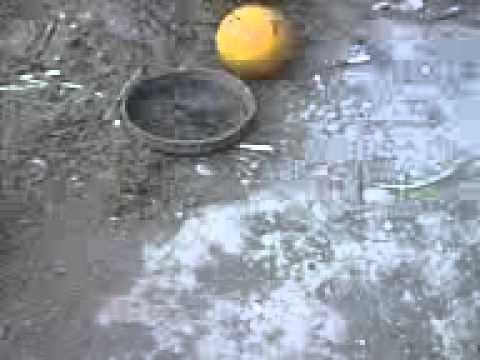 Futbol oynayan horoz!