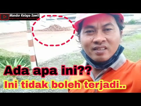 Cara Penempatan Buah Kelapa Sawit di Hopper PKS dengan Benar - YouTube