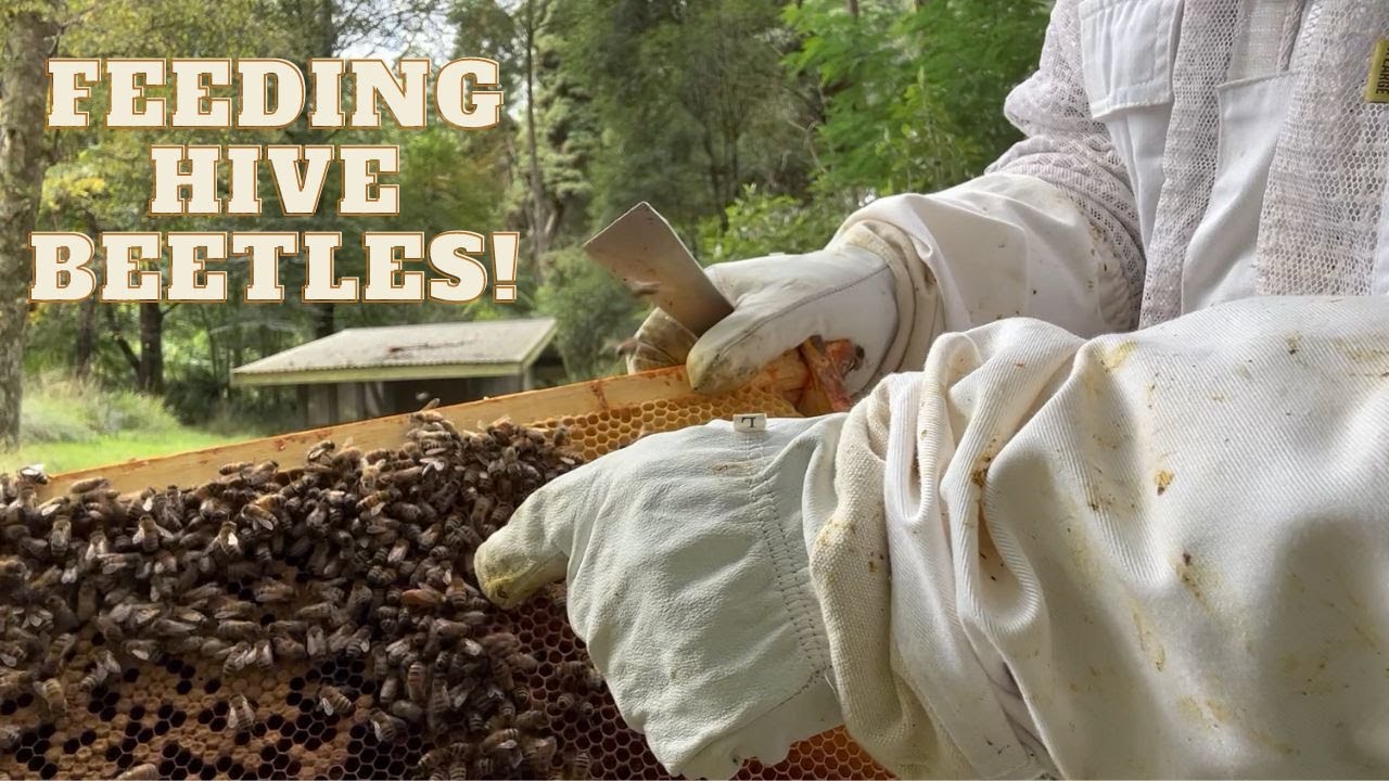 Beekeeping: Pollen patties breed Hive Beetle larvae in a beehive. - YouTube