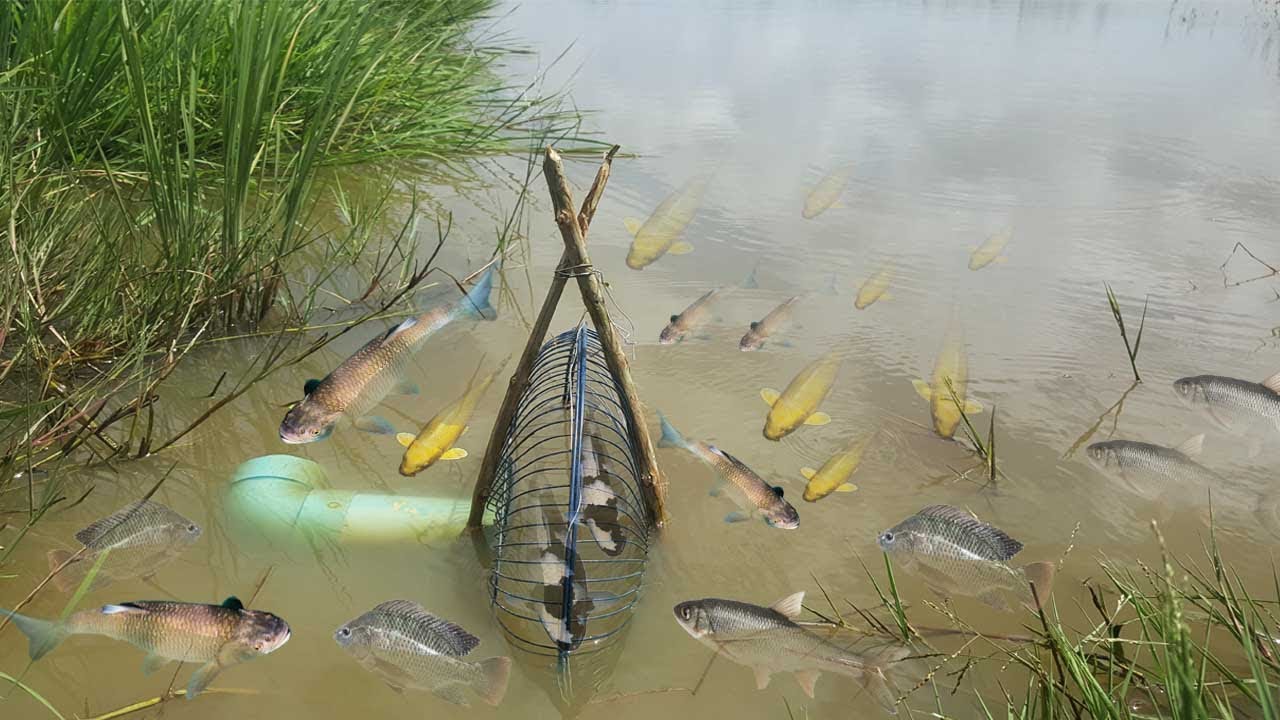Wow! Smart Boy Make Easy Fish Trap To Catch A Lot of Fish - Catch Fish ...