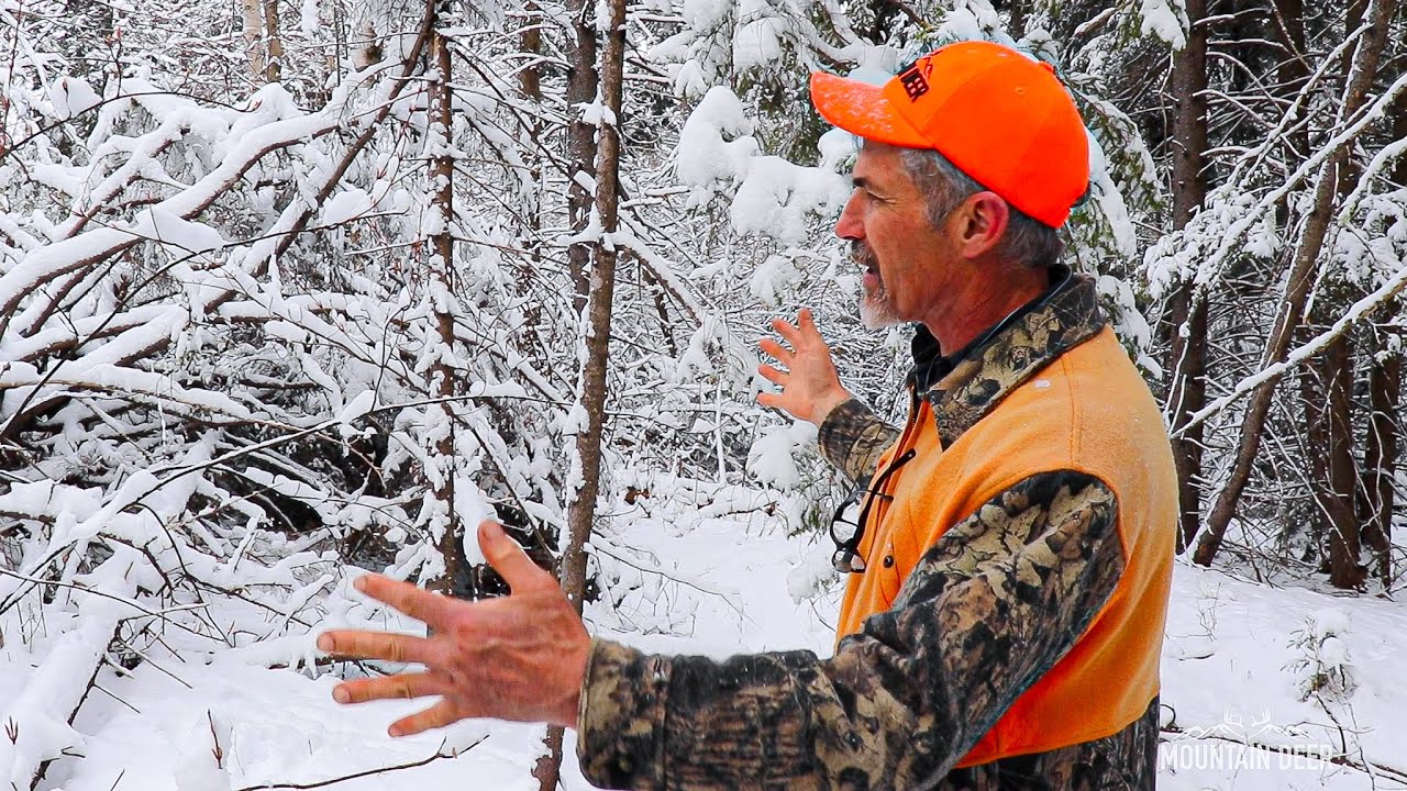 How to GROW A DEER YARD | Manage Your Land For Deer - YouTube