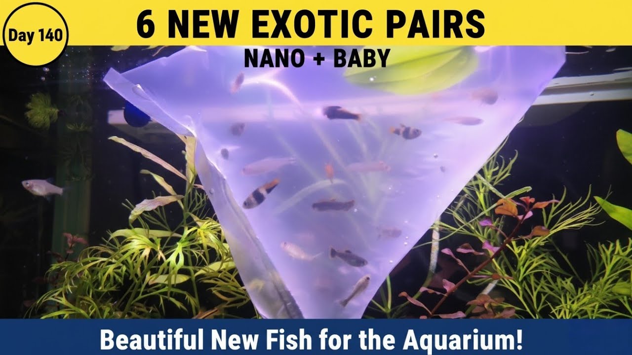 NEW Exotic Nano & Baby Fish! My Beautiful Pairs for the Aquarium (Day ...