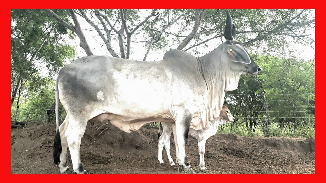 Rancho Camino Real Ganado Guzerat, Gyr lechero y Suizbu en Mexico - YouTube