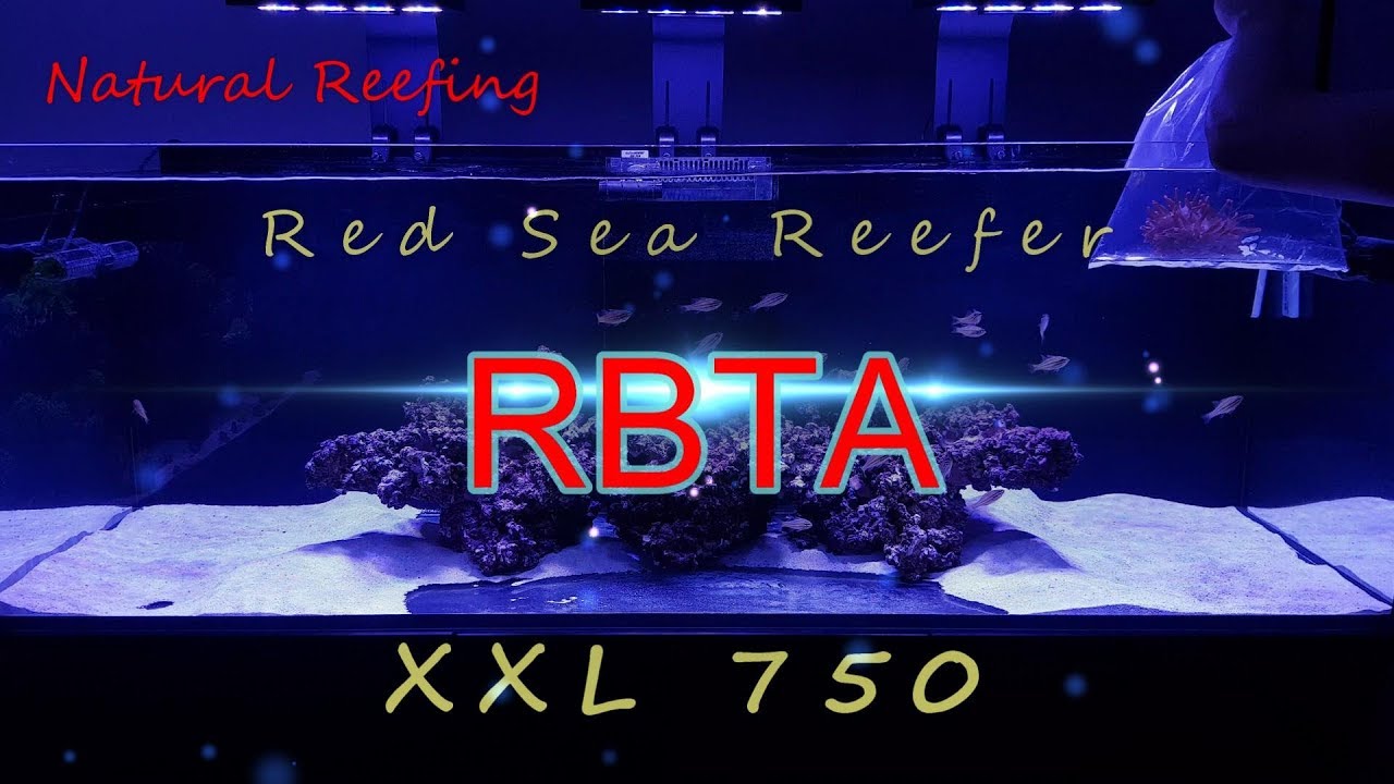 Red Sea Reefer XXL 750 RBTA - YouTube