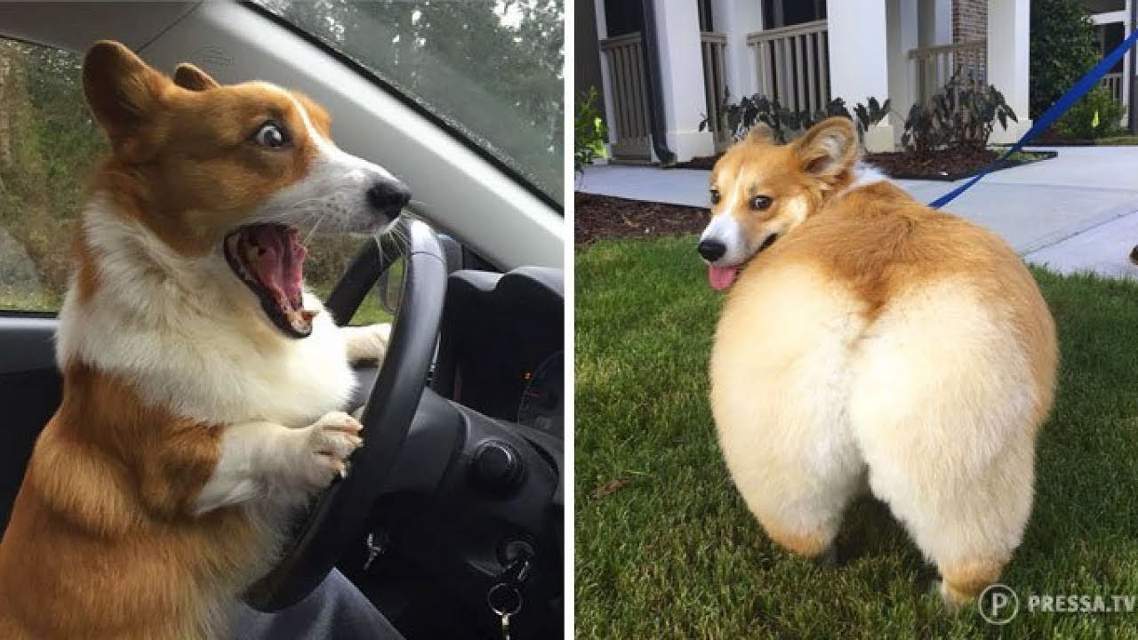 🐶 The Funniest Corgis Videos Caught on Camera! 😂 Cute and Funny Corgi ...
