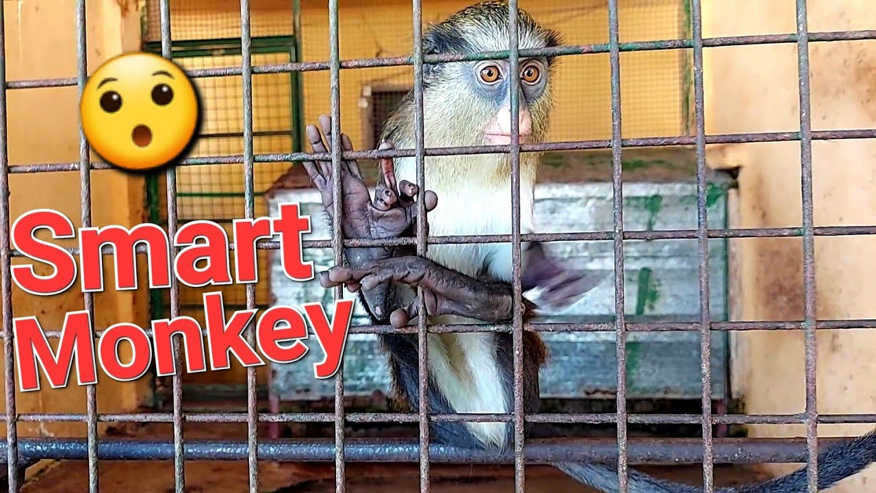 Adorable Smart Monkey Asmr #monkey #babymonkey #funnyanimals #grooming ...