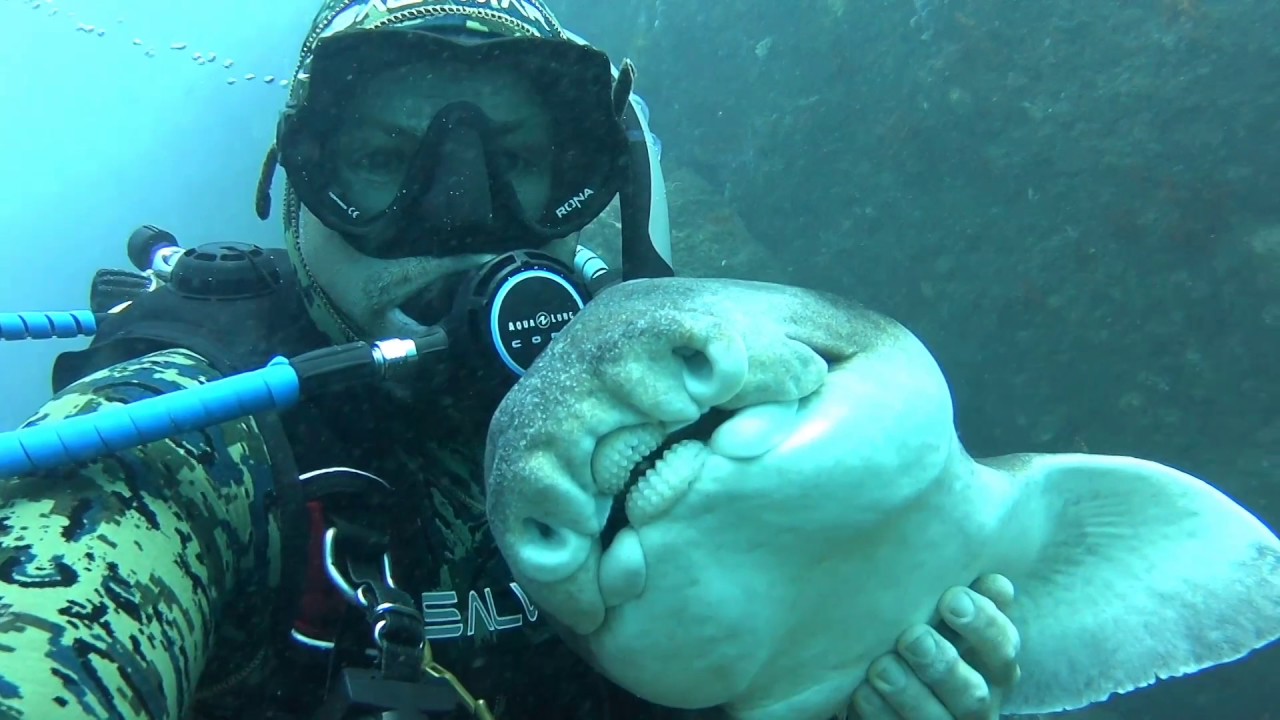 Shark love - YouTube