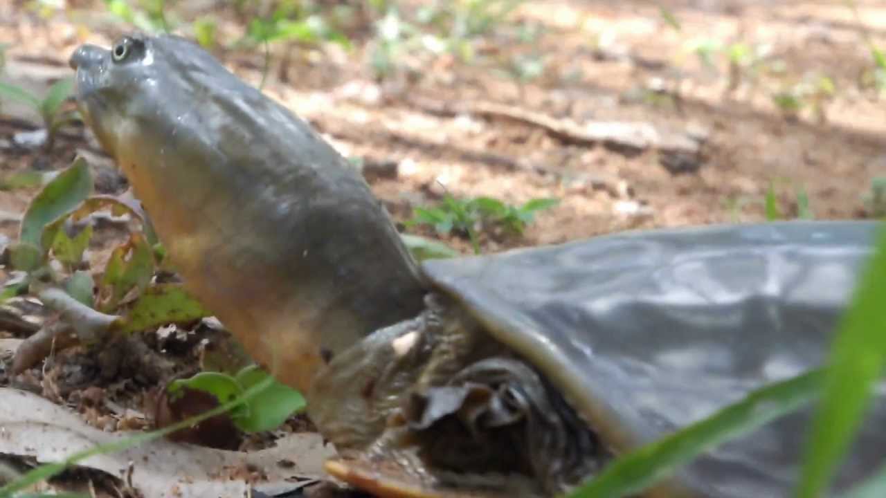 Indian flapshell or mud shell terrapin - YouTube