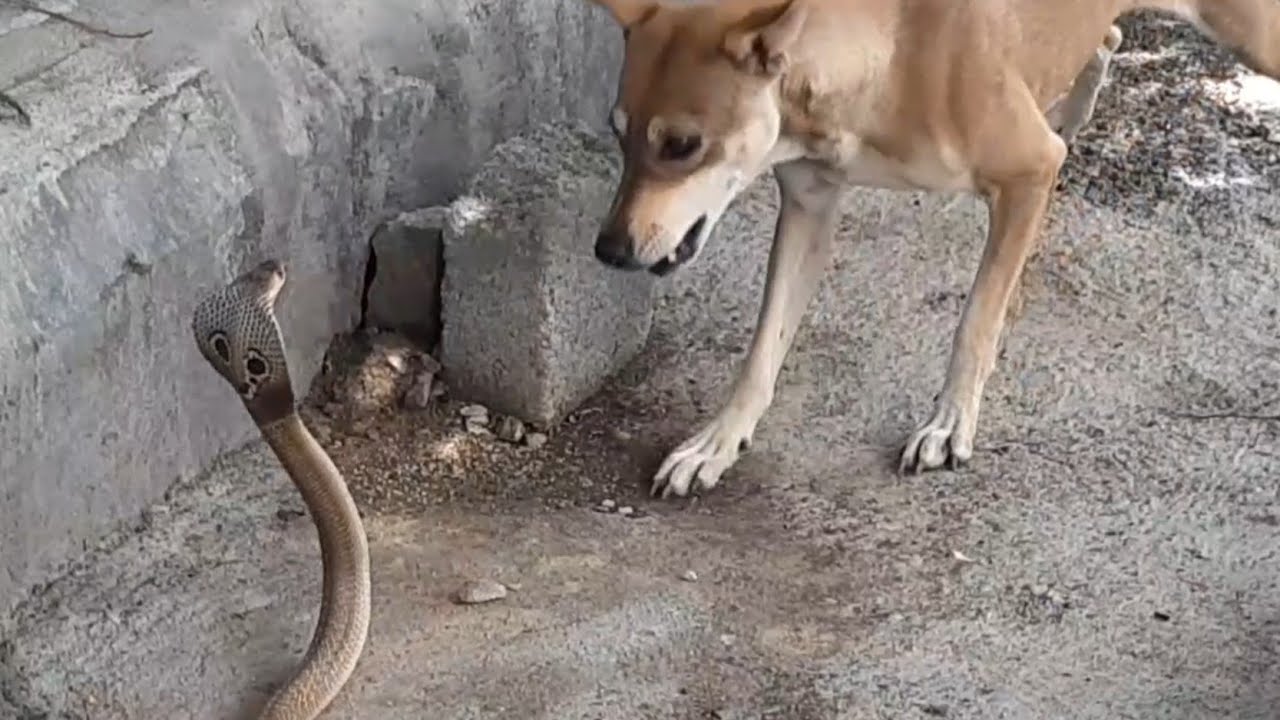 snake 🐍🐕 vs dog let's see - YouTube