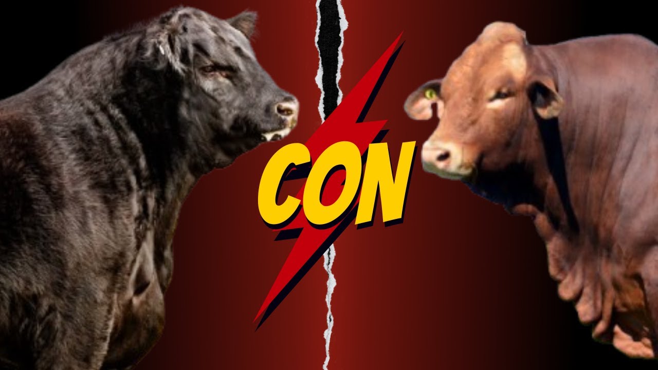 Beefmaster x Aberdeen Angus: La Combinación Ganadera Perfecta para ...