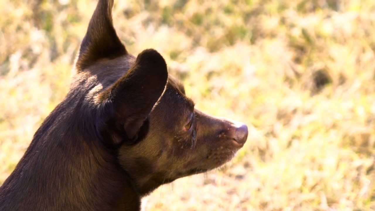 Fanfare for the Common Doggo - YouTube