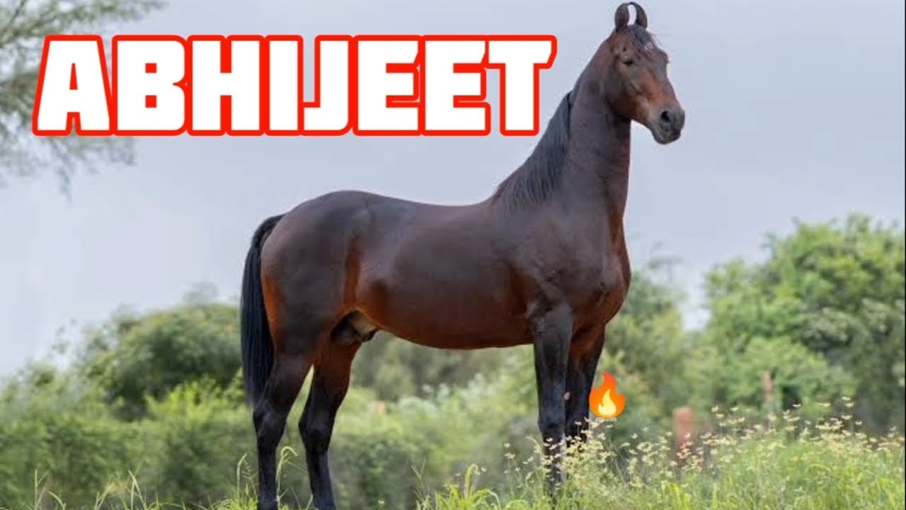 Marwari horse stallion Abhijeet ji studfarm - YouTube