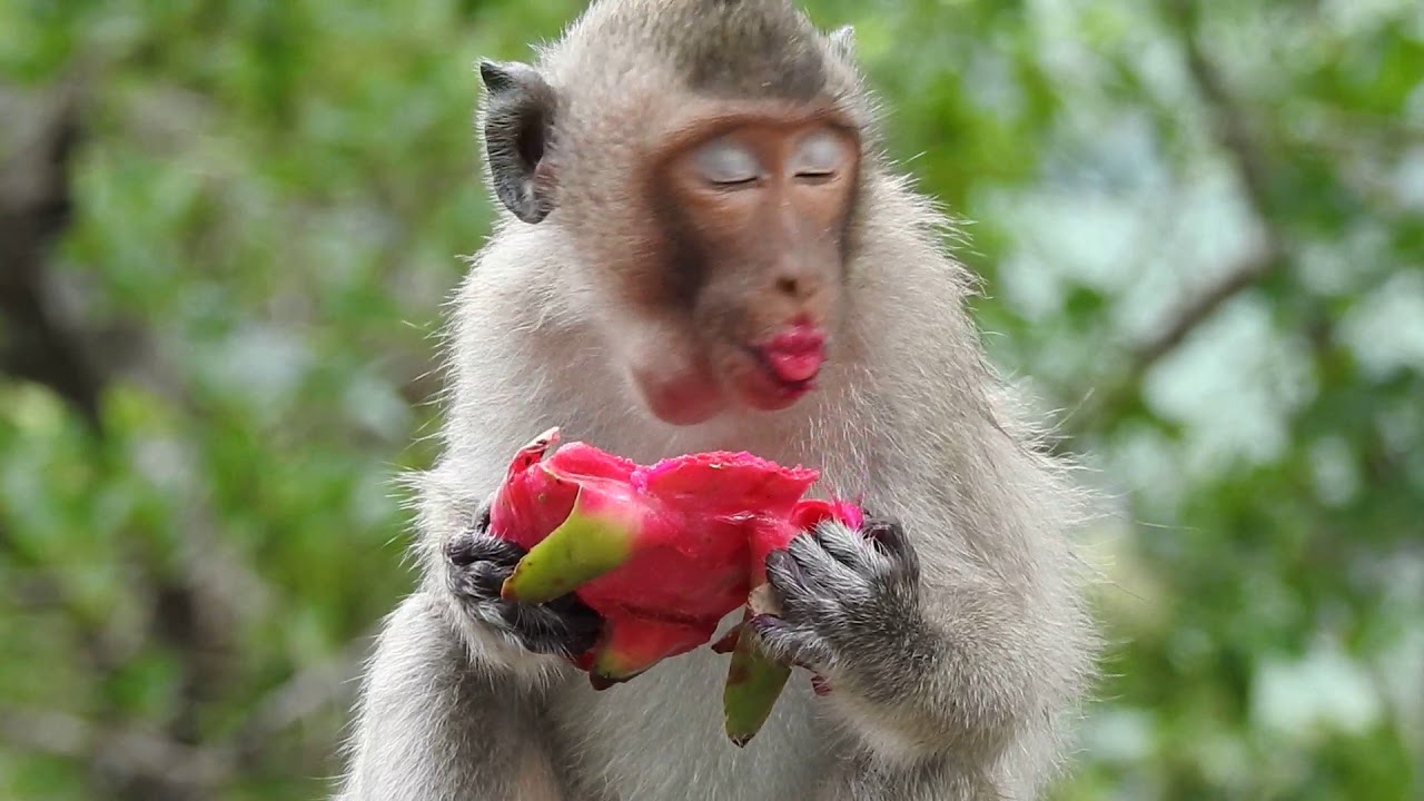 Happy monkey is to eat the dragon fruit - Red lips wow cute - YouTube