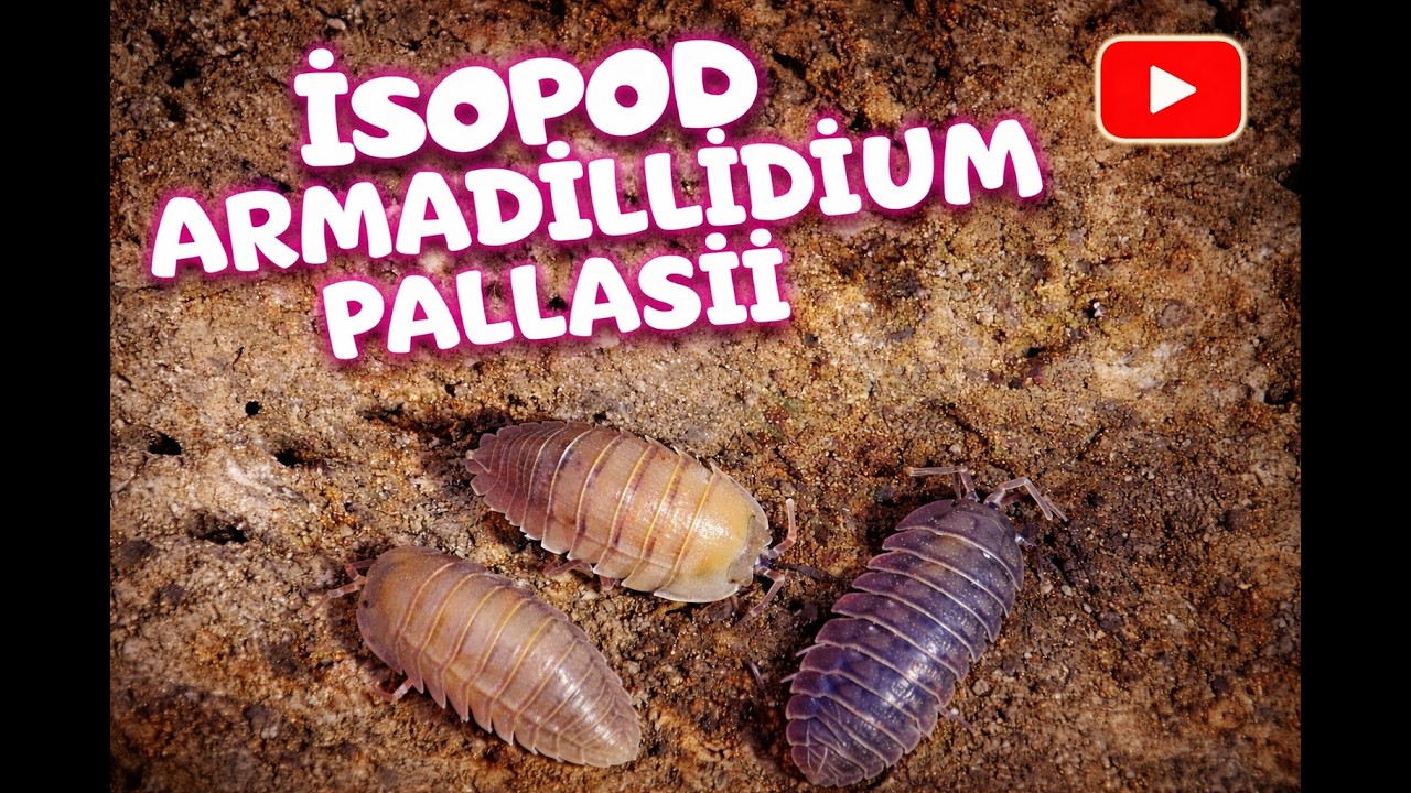 İSOPOD TERARYUM KURULUMU armadillidium pallasii - YouTube