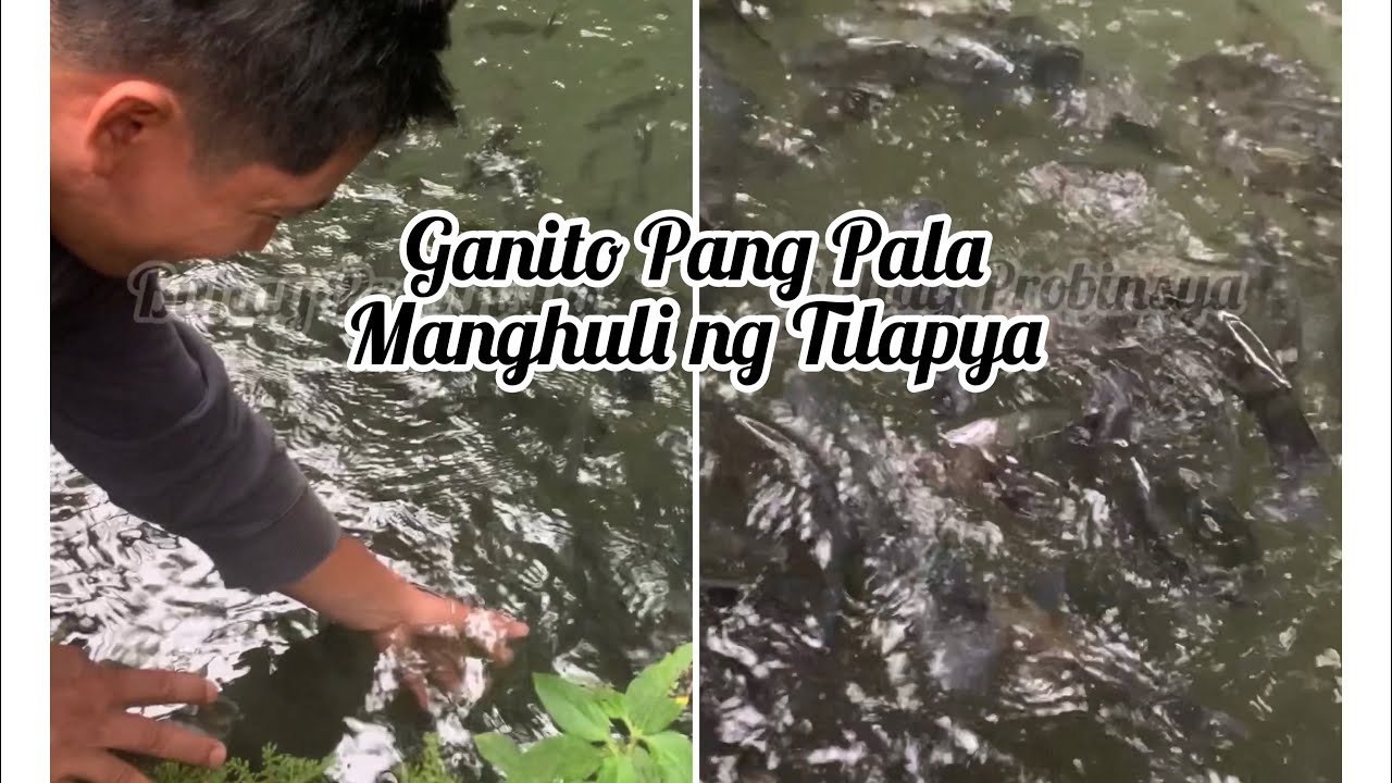Magsasaka o Mangingisda #fish #farming #buhayprobinsya - YouTube